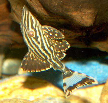 Royal Pleco - Live Fish Direct