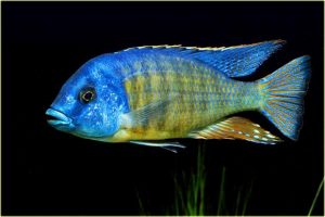 Insignus Cichlid Protomelas sp. “Spilonotus Tanzania” - Live Fish Direct