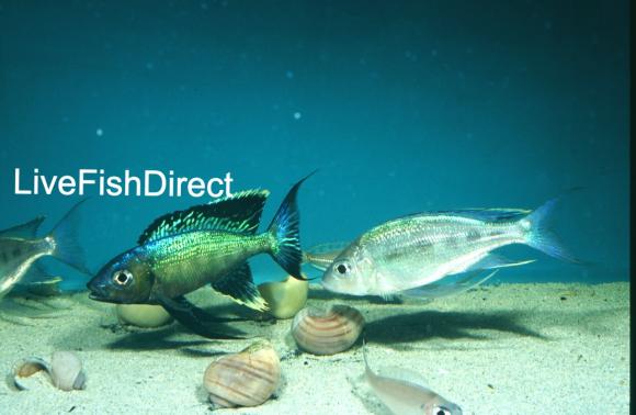 Furcifer Foai Mbita Green - Live Fish Direct