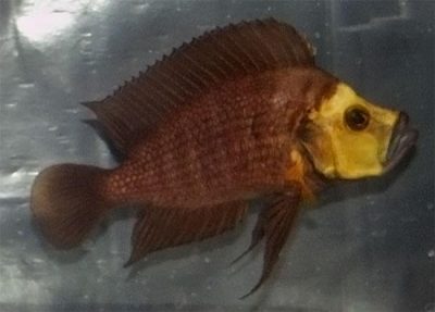 Gold Head Compressiceps - Live Fish Direct