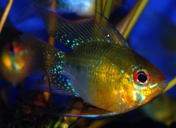 Angel Veil Ram - Live Fish Direct