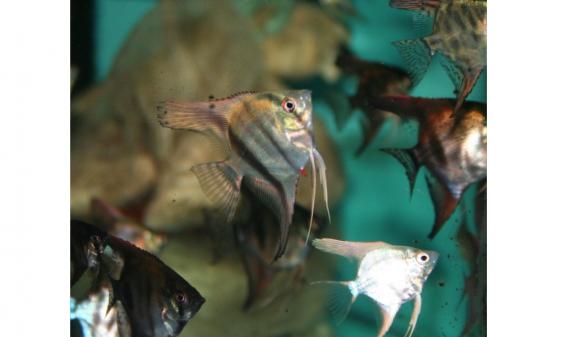 Assorted Tropical Angelfish - Live Fish Direct