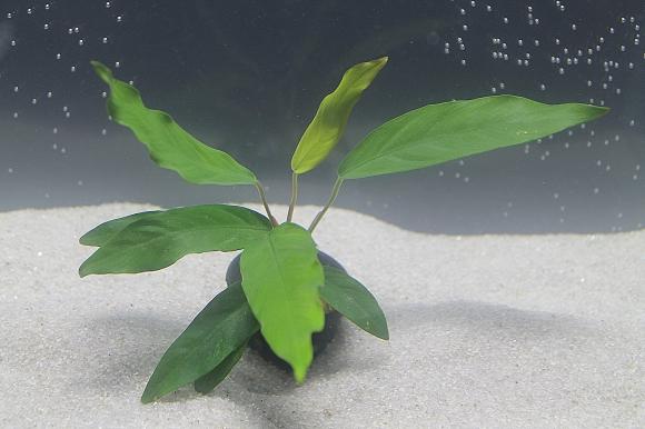 Anubias Minima - Live Fish Direct
