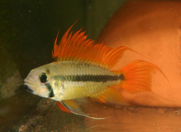 Orange Flash Cacatuoides - Live Fish Direct