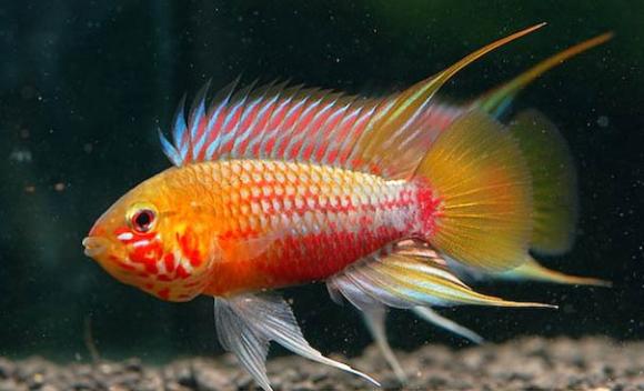 Apisto hongsloi - Live Fish Direct