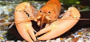 Apricot Lobster - Live Fish Direct