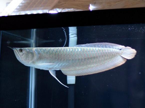 Silver Arowana - Live Fish Direct