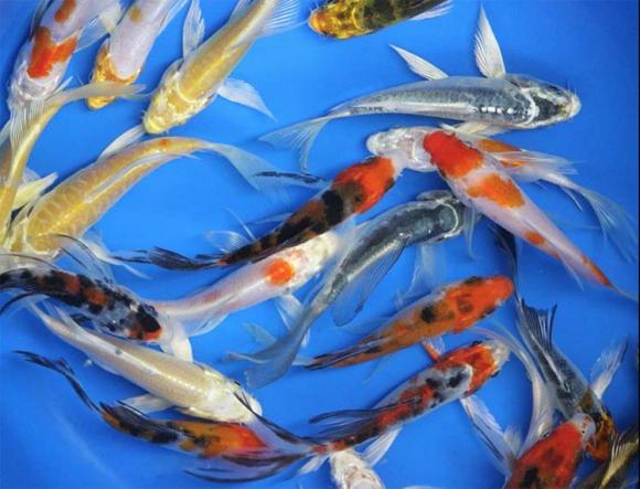 Assorted Butterfly Koi - Live Fish Direct