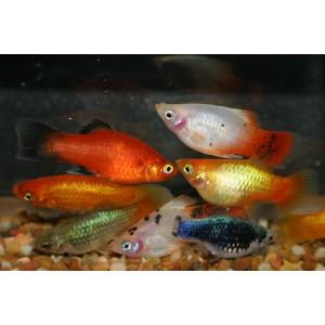 Assorted Platy's - Live Fish Direct