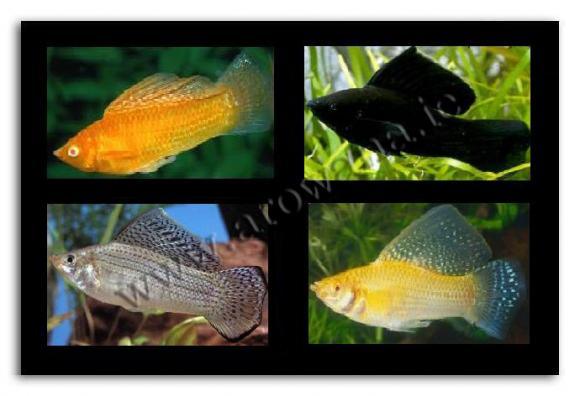 Assorted Sailfin Molly - Live Fish Direct