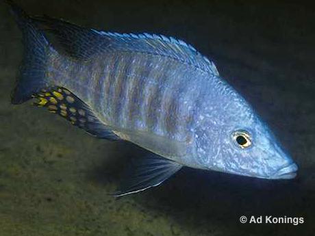 Aulonocara rostratum - Live Fish Direct