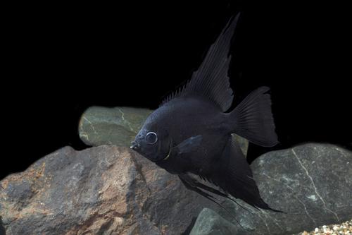 Black Angelfish - Live Fish Direct