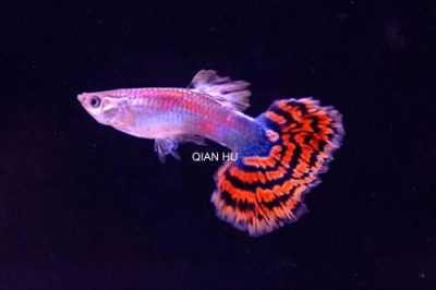 Guppy Blue Variegated - Live Fish Direct