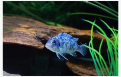 Blueberry OB Zebra - Live Fish Direct