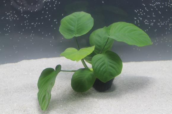 Anubias Broadleaf - Live Fish Direct