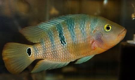 Mayan Cichlid - Live Fish Direct