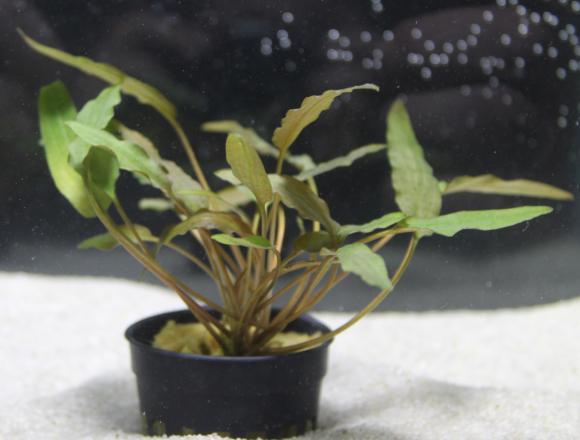 Cryptocoryne mi oya - Live Fish Direct