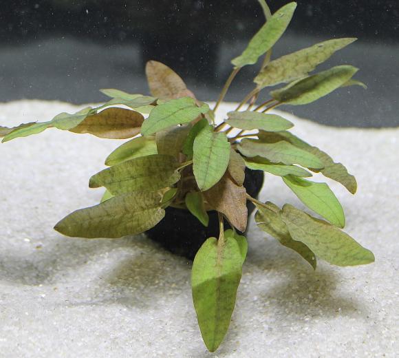 Cryptocoryne tropica - Live Fish Direct
