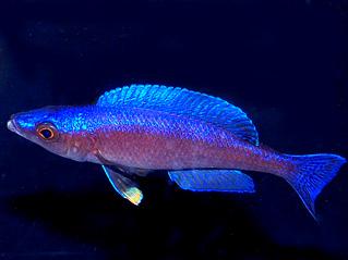Cyprichromis leptosoma "Mamelessa" - Live Fish Direct
