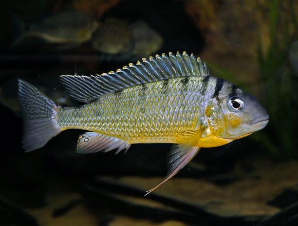 Dardennii - Live Fish Direct