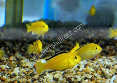 Blog - Live Fish Direct