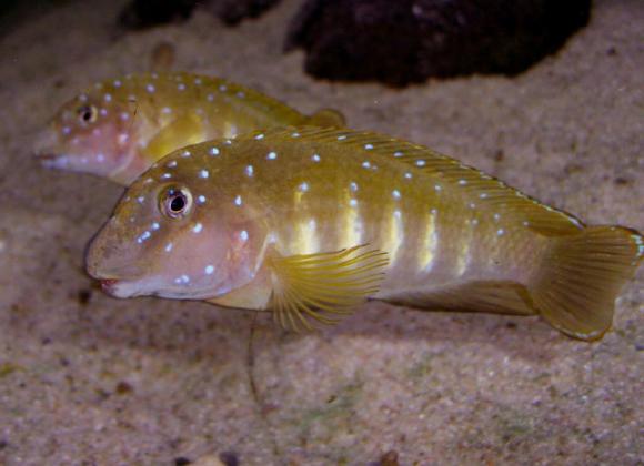 Red Goby Cichlid (Rare!) - Live Fish Direct