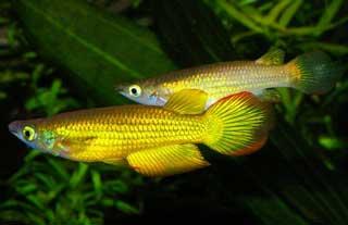 Golden Wonder Killifish - Live Fish Direct