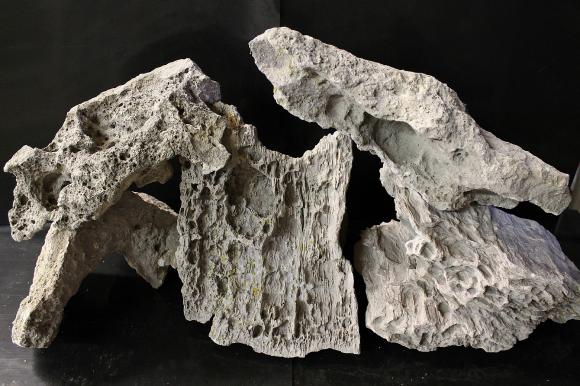 Bulk Assorted Lace Rock - Live Fish Direct