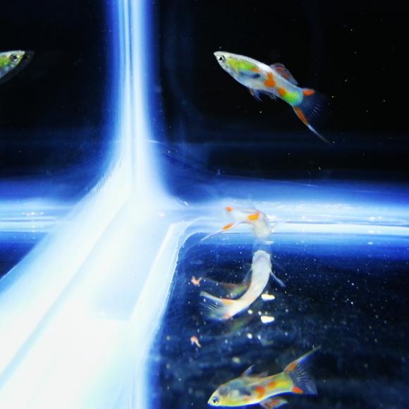 Endler - Live Fish Direct