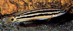 Gold Ocellatus "Shell Dweller" - Live Fish Direct