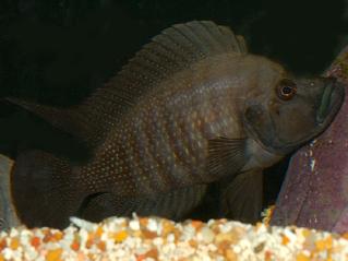 Compressiceps "Kipili Calvus" - Live Fish Direct