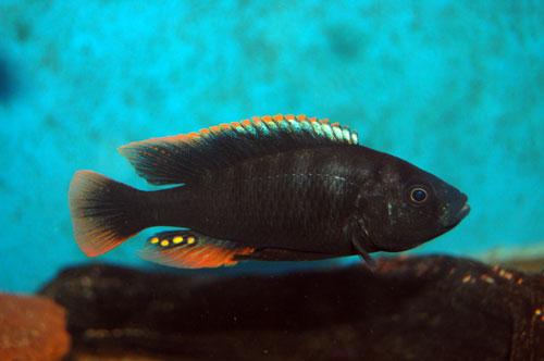 Black Orange Hap - Live Fish Direct