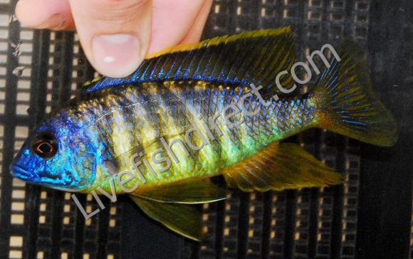 Placidochromis Electra Makonde - Live Fish Direct