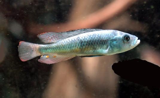 Lipochromis Sp. "matumbi hunter" - Live Fish Direct
