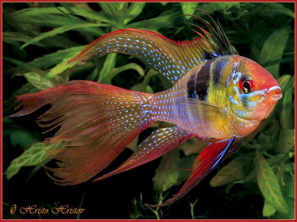 Long Fin Blue Ram - Live Fish Direct