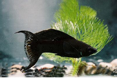 Black Lyretail Molly - Live Fish Direct