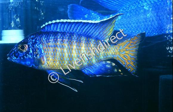 Aulonocara Stuartgranti Ngara