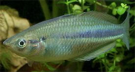 Northern Blue Rainbow - Live Fish Direct