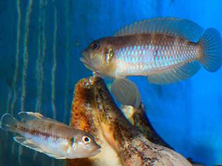 Blue Ocellatus - Live Fish Direct