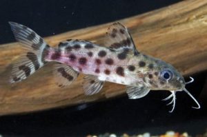 Apistogramma Borelli - Live Fish Direct