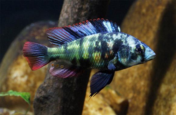 Red Fin Piebald - Live Fish Direct