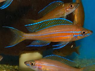 Blue Neon - Live Fish Direct
