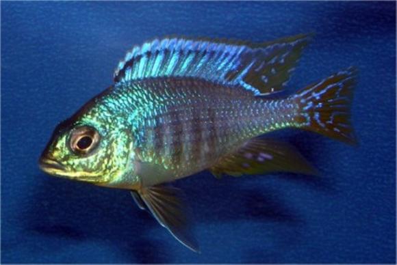 Jalo Reef Hap - Live Fish Direct