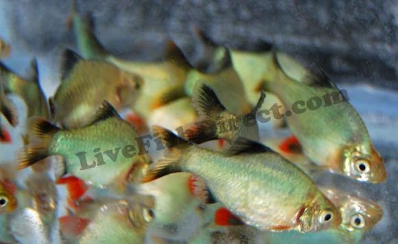 Platinum Green Tiger Barb - Live Fish Direct