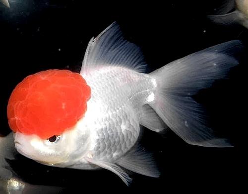 Red Cap Oranda - Live Fish Direct