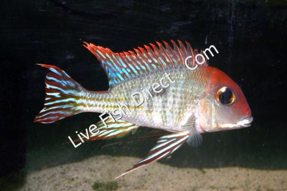 Red Cap Tapajos - Live Fish Direct