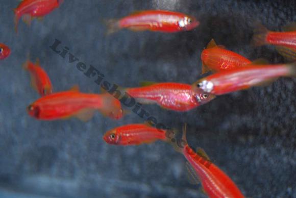 Starfire Red Glowfish Danio - Live Fish Direct