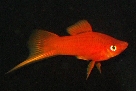 Red Velvet Swordtail - Live Fish Direct