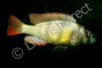 Haplochromis Thick Skin, Red Fin - Live Fish Direct
