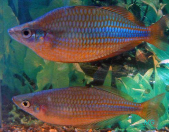 Running Creek Rainbow - Live Fish Direct